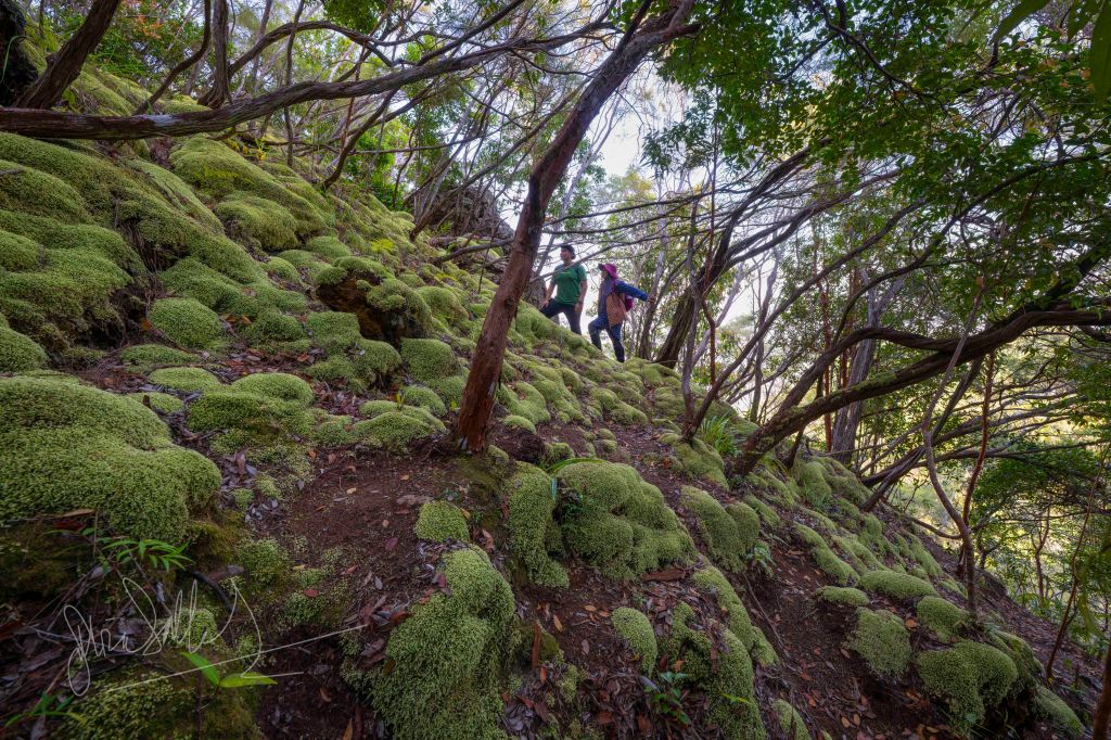 Hiking Gunung Bubu, Gerik – MATSUDA MASHIMARU